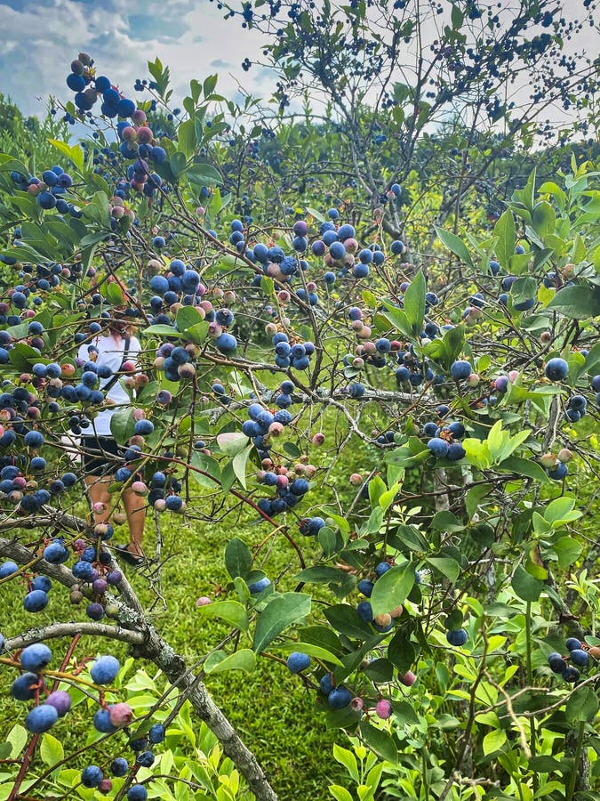Picking Blueberries on a Farm. Stock Photo - Image of summer, leaf ...