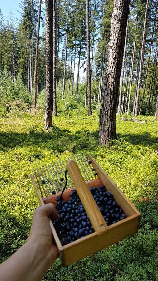 Picking Blueberries in the Forest with a Blueberry Rake Stock Image ...