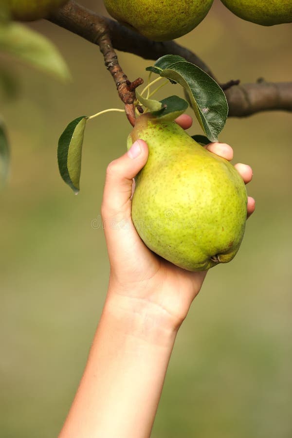 Hand Pick Pears Stock Photos - Free & Royalty-Free Stock Photos from ...