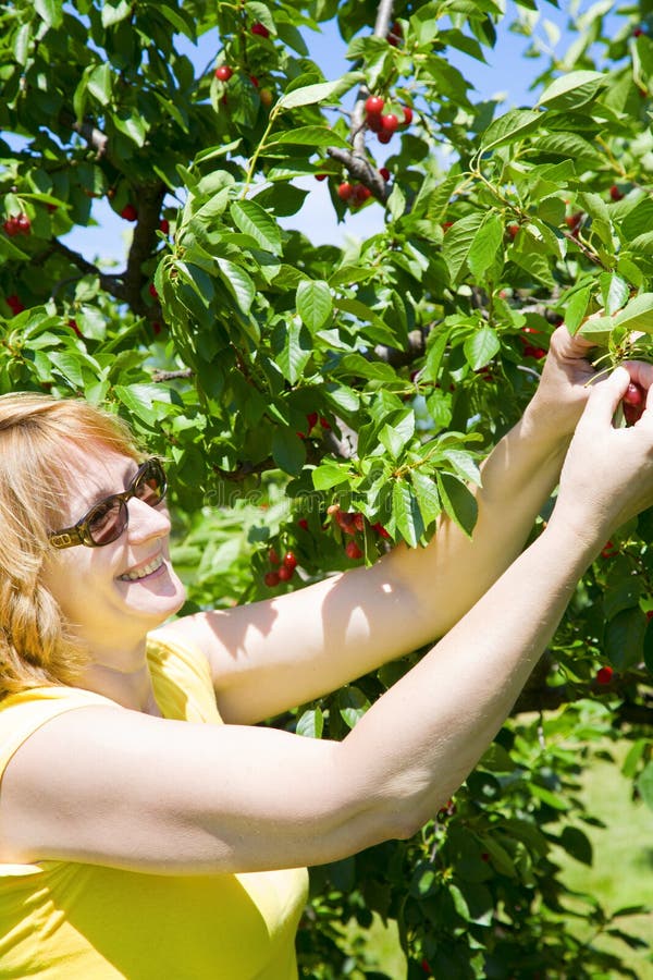 Picking cherries stock photo. Image of collecting, farm - 5877126
