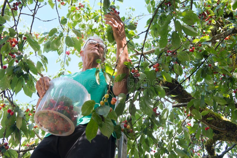 Picking cherries in tree stock image. Image of active - 118687533