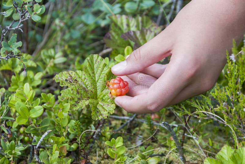 Picking Cloudberry in Summer Stock Photo - Image of outdoors, swamp ...