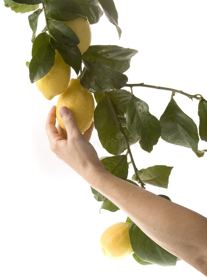 Picking from a Cluster of Lemons Stock Image - Image of hand, bunch ...