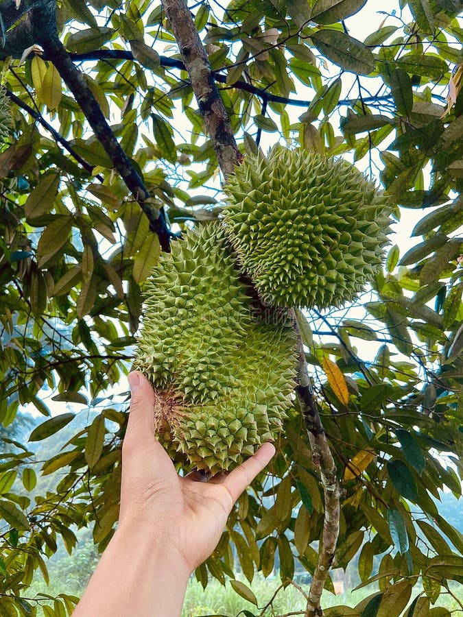 Picking Durian Straight from the Tree in the Afternoon Stock Image ...