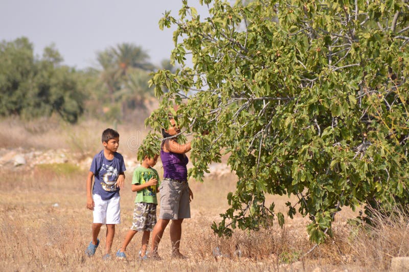 Picking Figs - Family Woman Kids Children Fruit Boys Stock Image ...