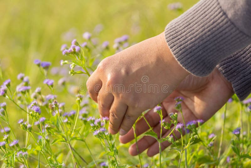 Picking flowers stock photo. Image of outdoor, picking - 36769056