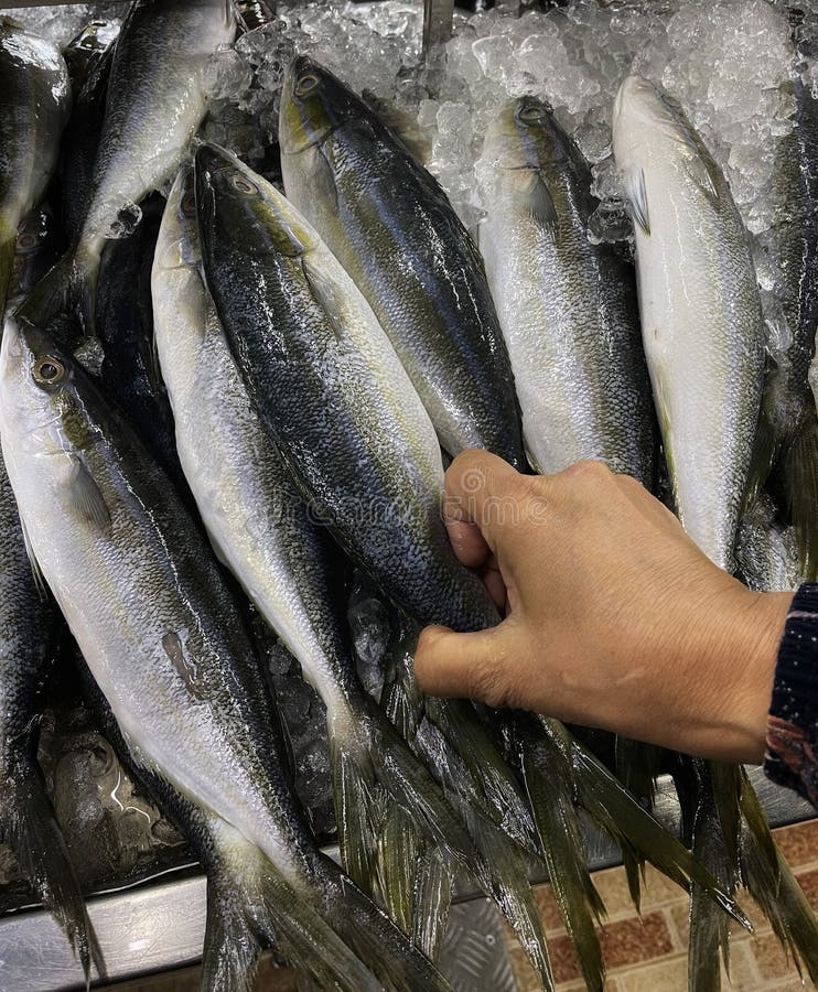 Picking a fresh fish stock photo. Image of food, fish - 233938210