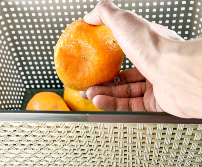 Picking fresh fruits stock image. Image of basket, colors - 64675797
