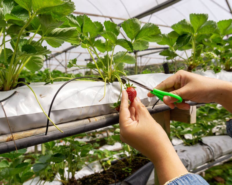Picking Fresh Strawberry stock photo. Image of strawberry - 268852222