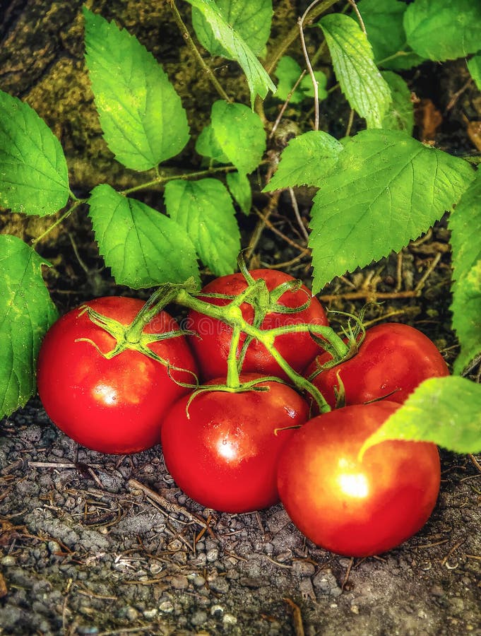 Tomato Patch Garden stock photo. Image of healthy, organic - 27560132