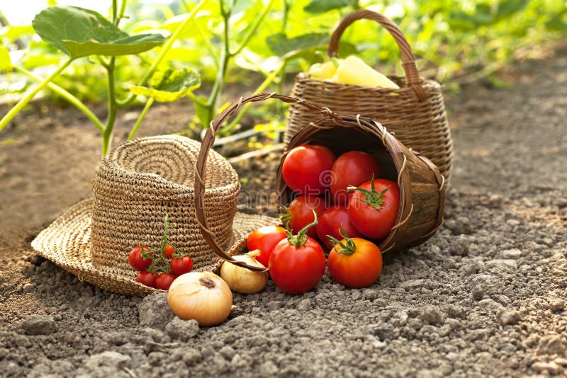 Picking fresh vegetables stock photo. Image of heap, basket - 32873968