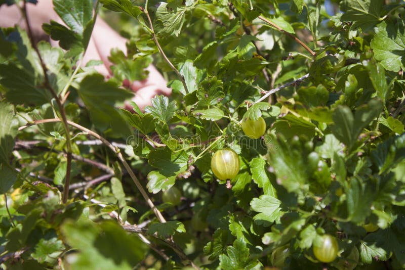 Picking gooseberries stock photo. Image of ripe, health - 57592464