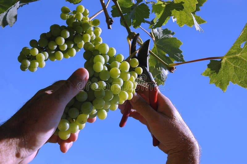 Picking the grape stock photo. Image of wine, leaf, farmer - 2815204
