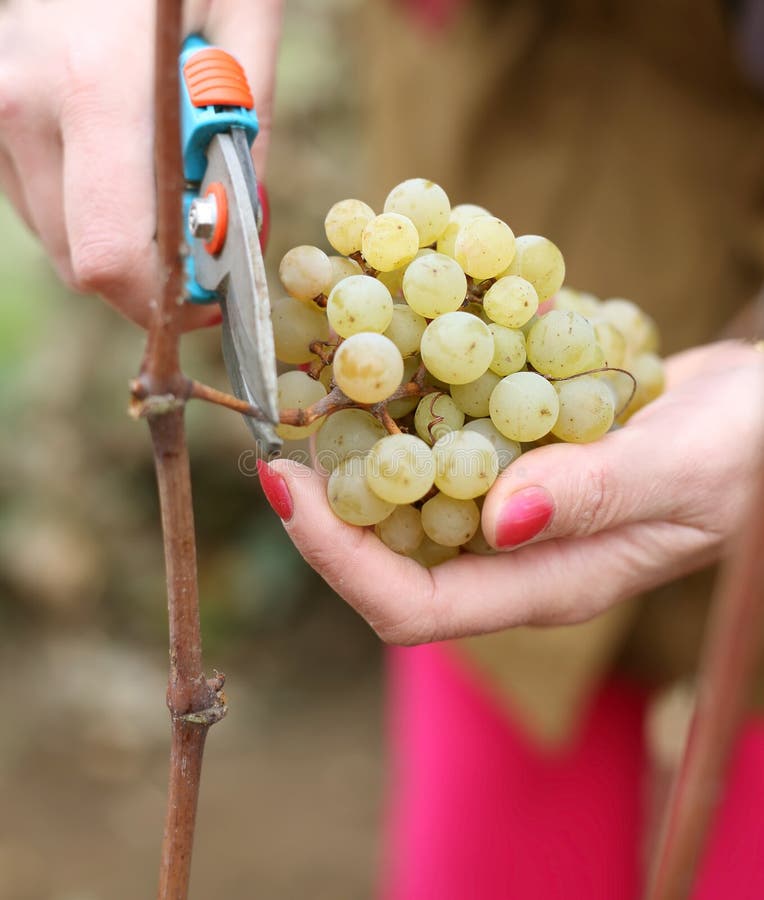 Picking grapes. stock image. Image of bunch, harvesting - 21762877