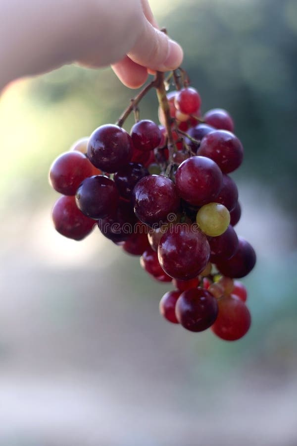 Picking Grapes stock photo. Image of closeup, local - 197181266