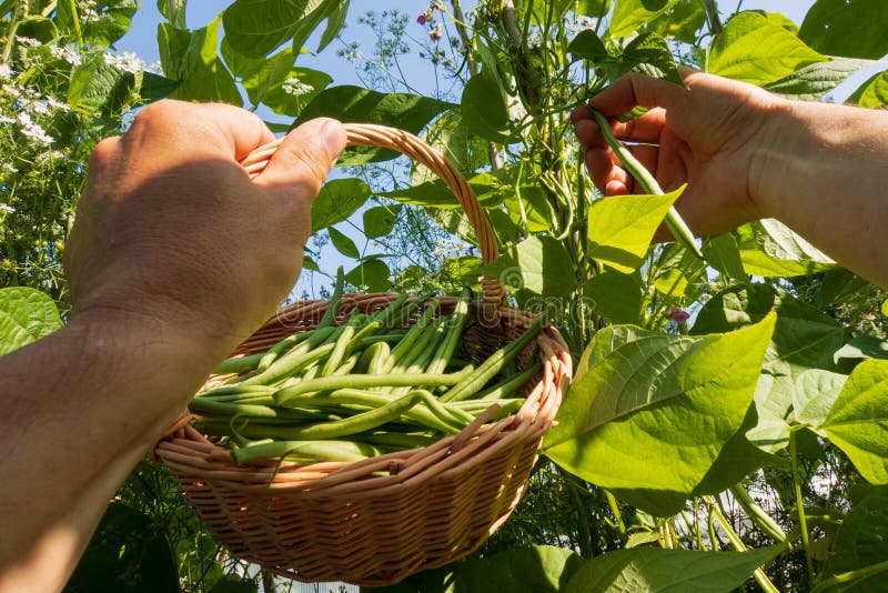 Picking Green Beans in the Garden Stock Image - Image of bean, picking ...