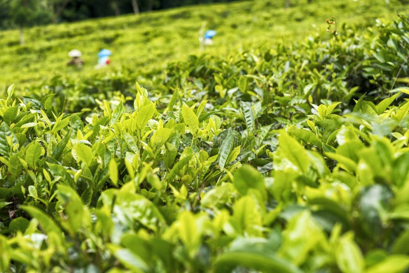 Picking Green Tea in Indonesia Stock Image - Image of people, harvest ...