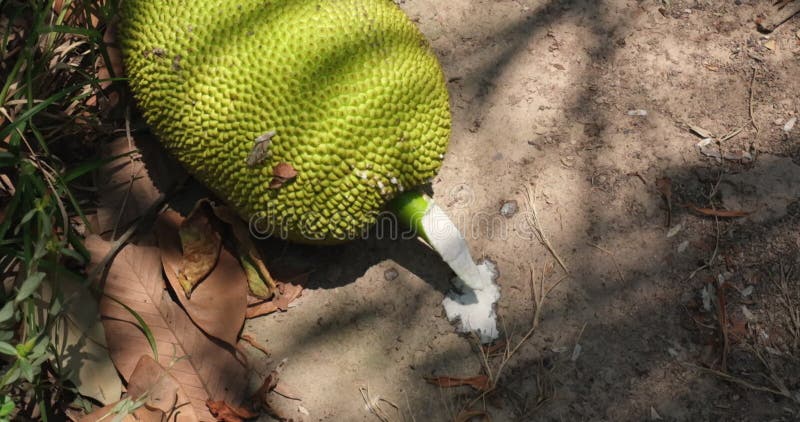 White Liquid Flows Out of Jackfruit Picking Jackfruit from a Tree Man ...