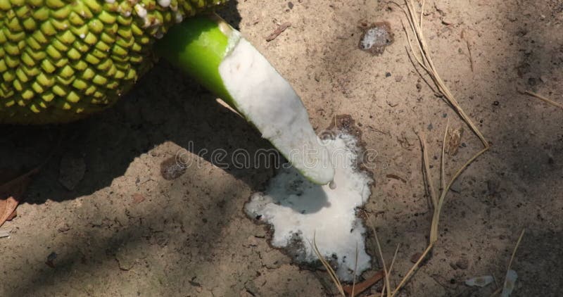 White Liquid Flows Out of Jackfruit Picking Jackfruit from a Tree Man ...