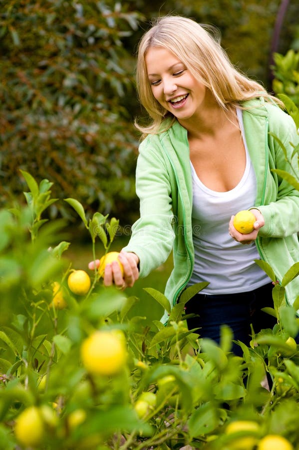 Man picking lemons stock photo. Image of fruit, daylight - 2356530