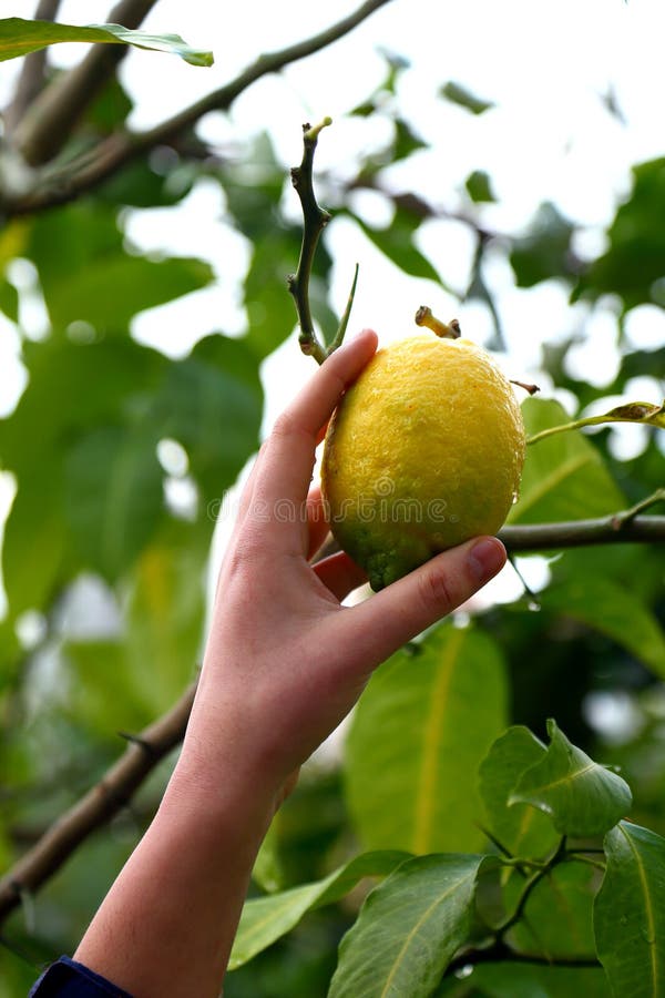 Picking lemons stock photo. Image of hand, picking, pick - 169381196
