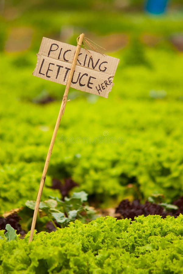 Picking Lettuce Here Signage Stock Image - Image of blur, strawberry ...