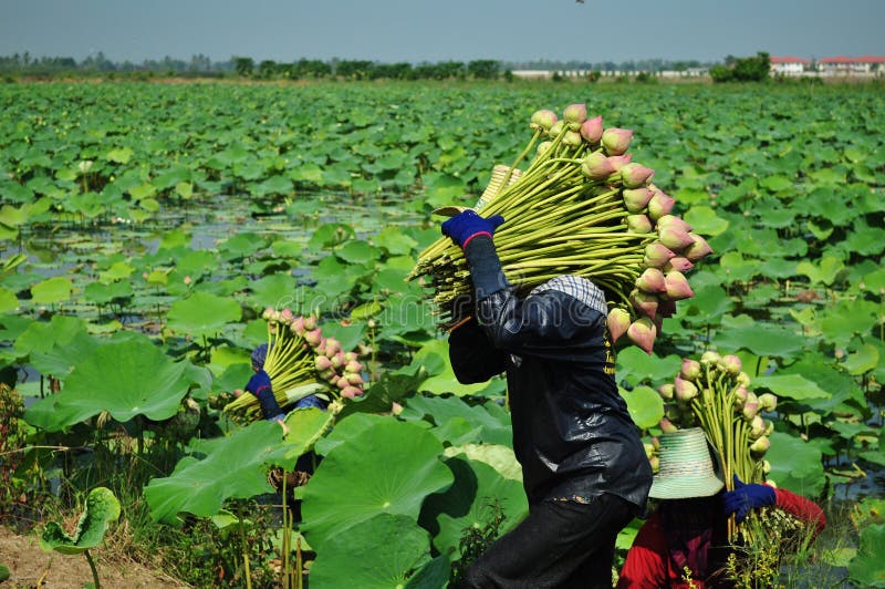 Picking lotus stock image. Image of blooming, flower - 34478609
