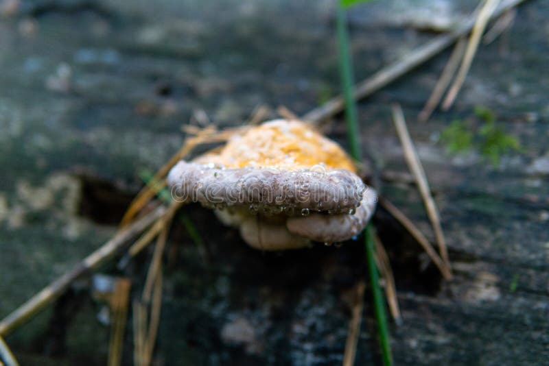 Picking Mushrooms in the Forest Close-up Stock Photo - Image of outdoor ...