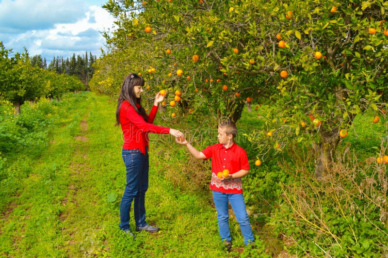 Picking oranges stock photo. Image of agriculture, aggregation - 37913294