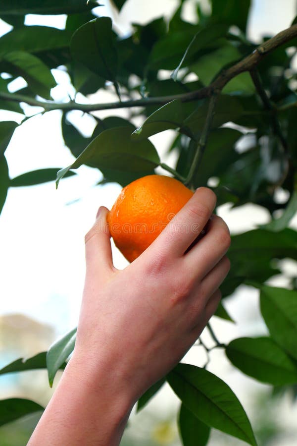 Picking oranges stock image. Image of produce, tree - 169381385