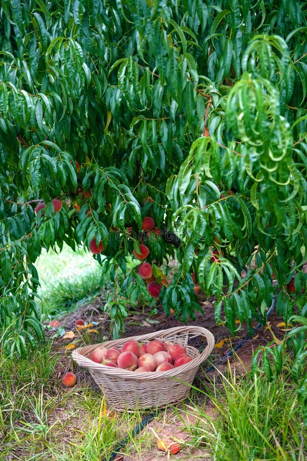 Picking Peaches on a Farm. Wicker Basket with Ripe Peaches Under a ...