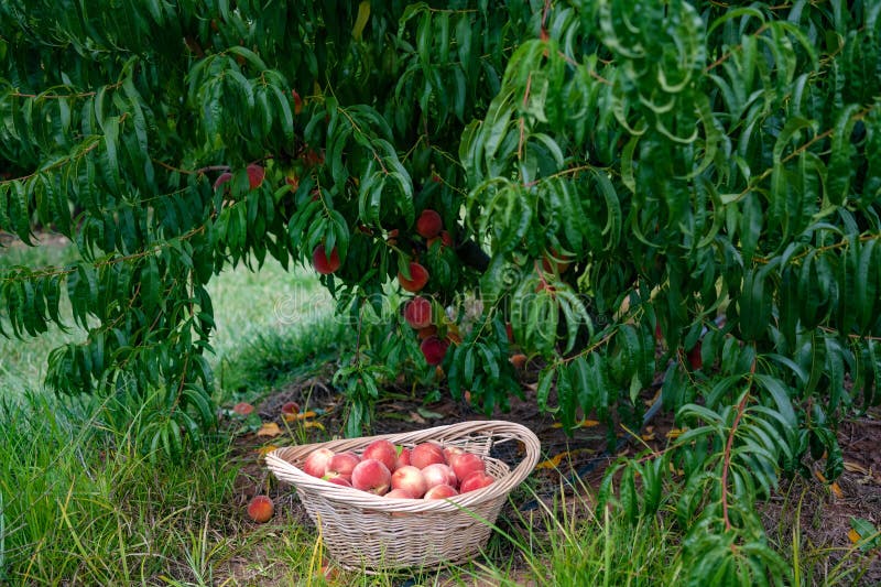 Picking Peaches on a Farm. Wicker Basket with Ripe Peaches Under a ...