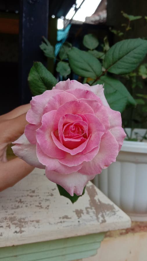 Picking pink roses stock image. Image of blossom, plant - 263133725