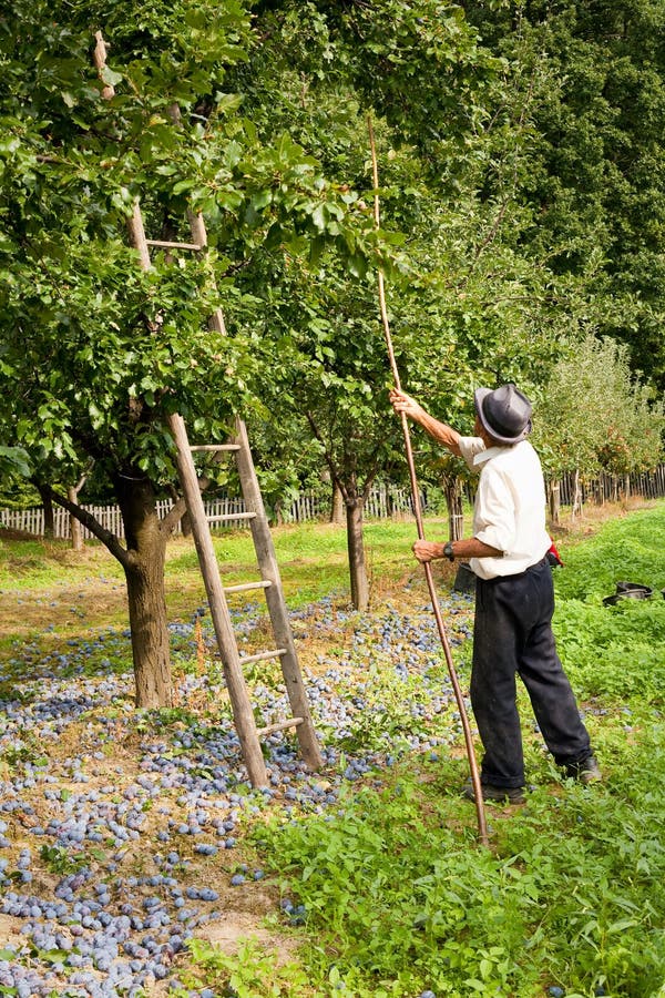 Picking plums stock image. Image of activity, pick, farmer - 11117749