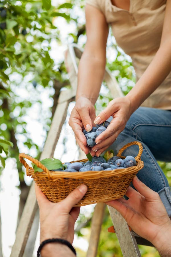 Picking plums stock image. Image of lifestyle, countryside - 80201309