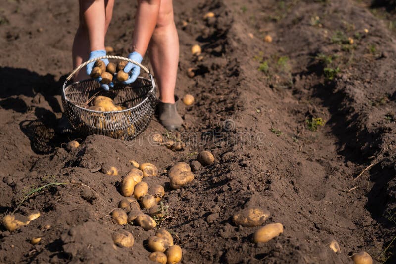 Picking Potatoes on the Field Manually. a Man Harvests Potatoes on ...