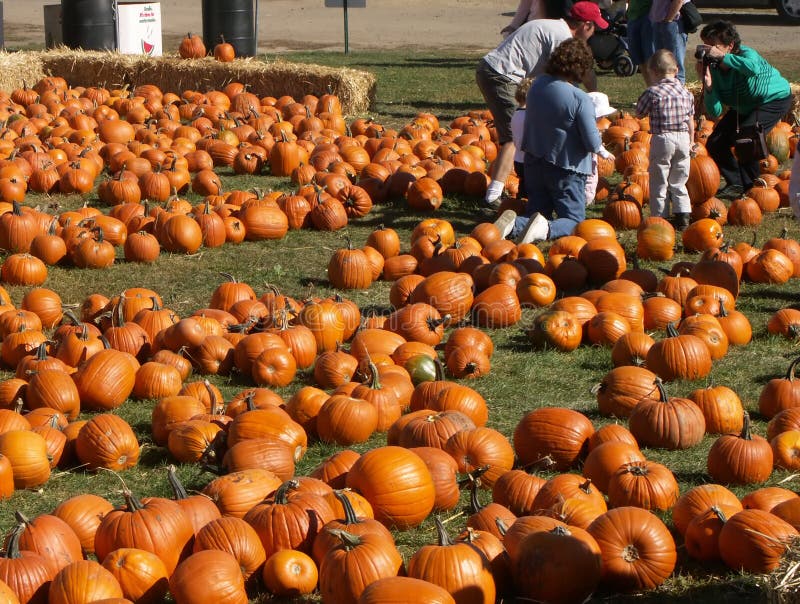 Picking Pumpkins stock photo. Image of november, season - 1470214