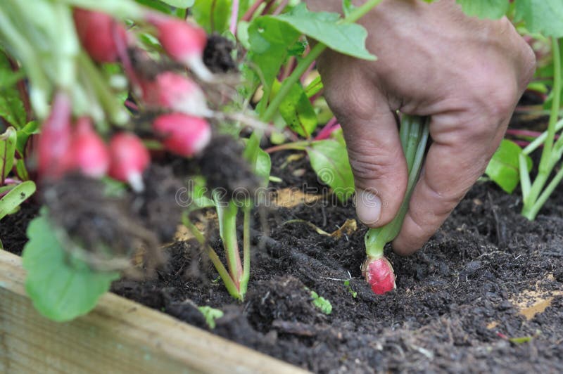 Picking radishes stock photo. Image of garden, picking - 48671038