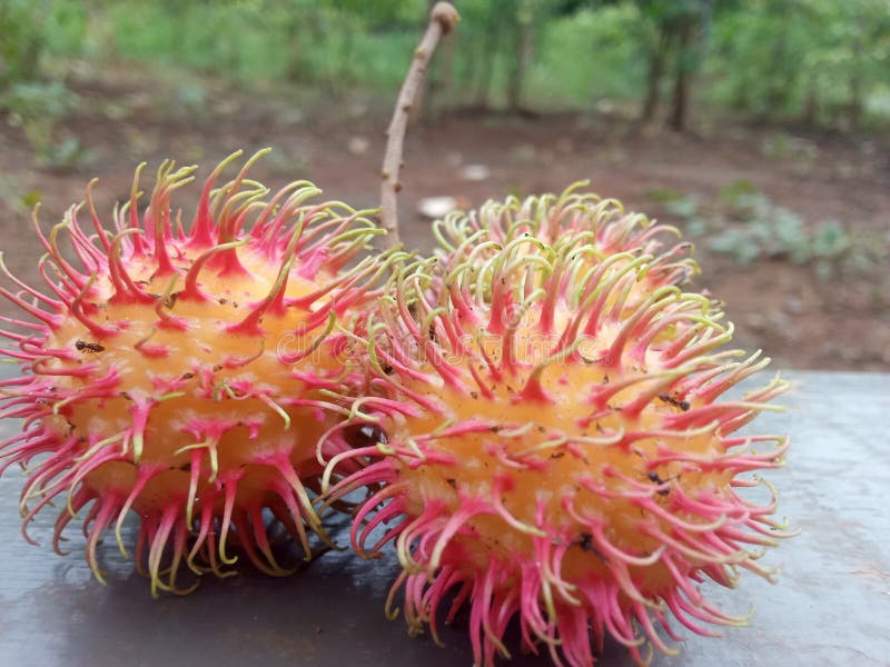 Picking Rambutan Fruits Red Colour Stock Photo - Image of colour ...