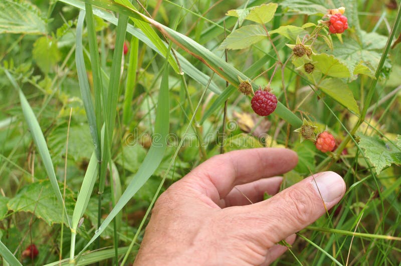 Picking raspberries stock photo. Image of harvest, berry - 15893154