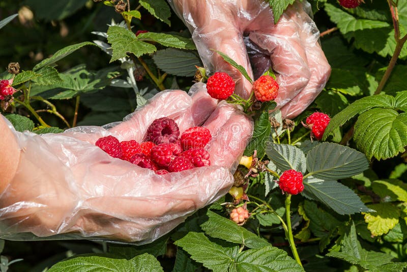 Picking of raspberries stock photo. Image of eating, raspberries - 25630278