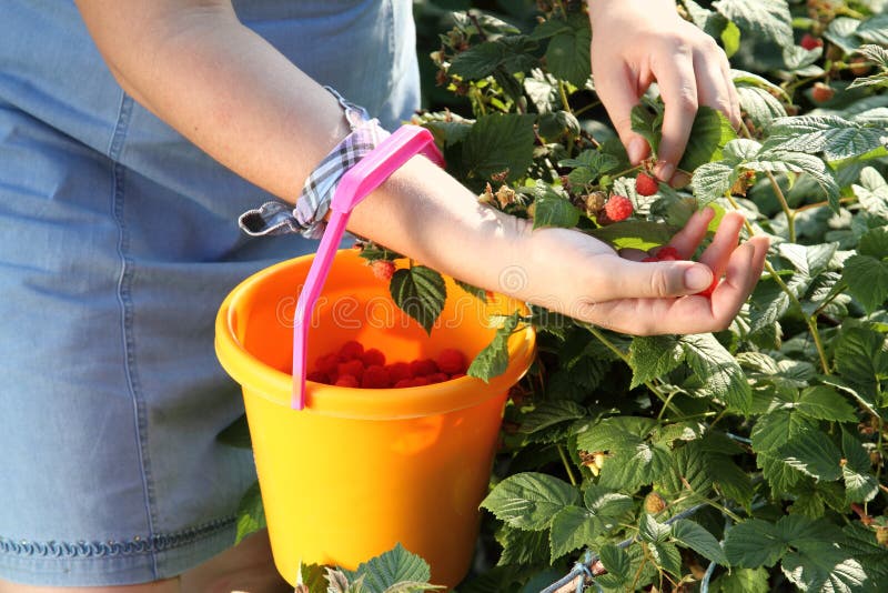 Picking a raspberry stock image. Image of bush, bucket - 20330457