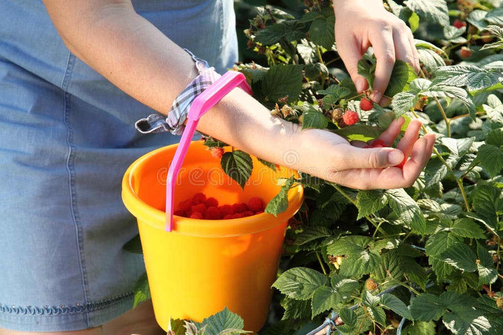 Picking a raspberry stock image. Image of bush, bucket - 20330457