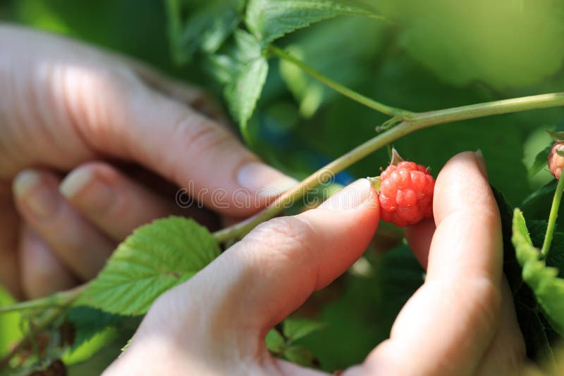Picking a raspberry stock photo. Image of spring, gardening - 32866314