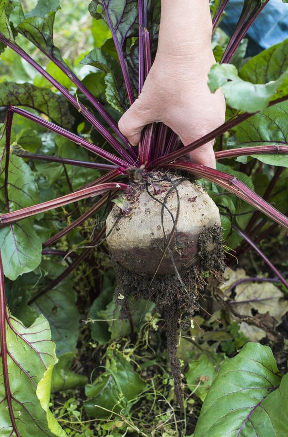 Picking Red Beets in Bio Garden Stock Photo - Image of plant, organic ...