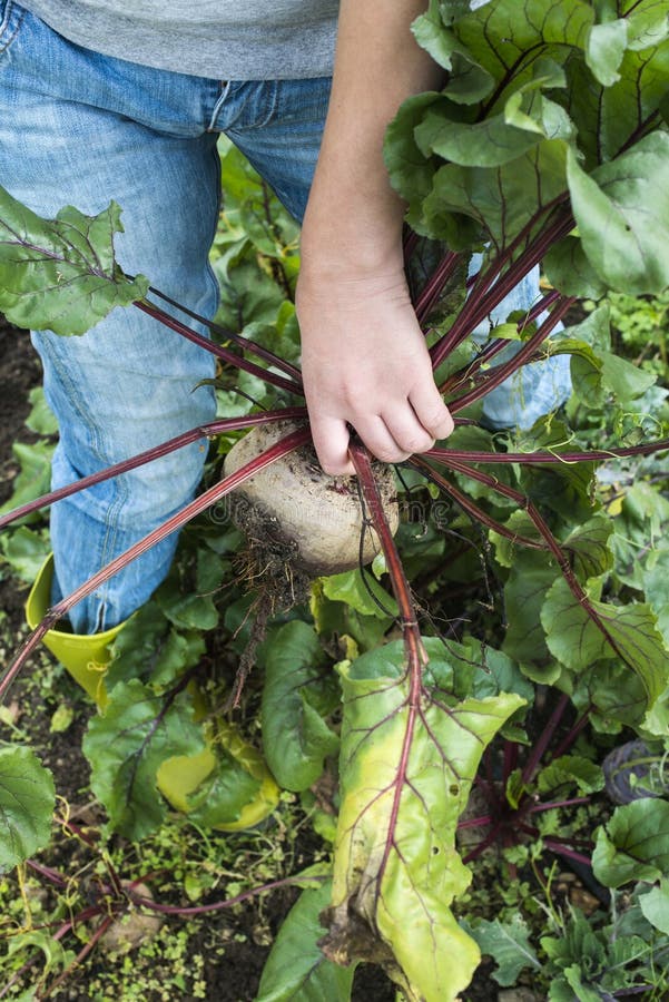 Picking Red Beets in Bio Garden Stock Photo - Image of food, green ...