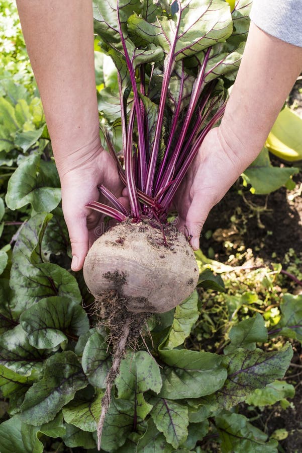 Picking Red Beets in Bio Garden Stock Photo - Image of ingredient, beet ...