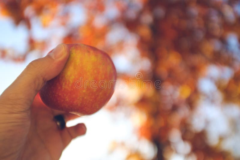 Picking a Red and Orange Autumn Apple Fruit on a Blurry Fall Leaves ...