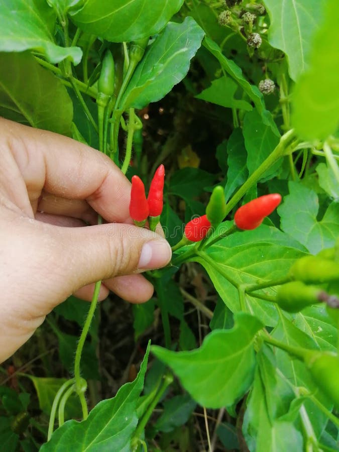 Picking Red Small Chili Labuyo Stock Image - Image of labuyo, picking ...