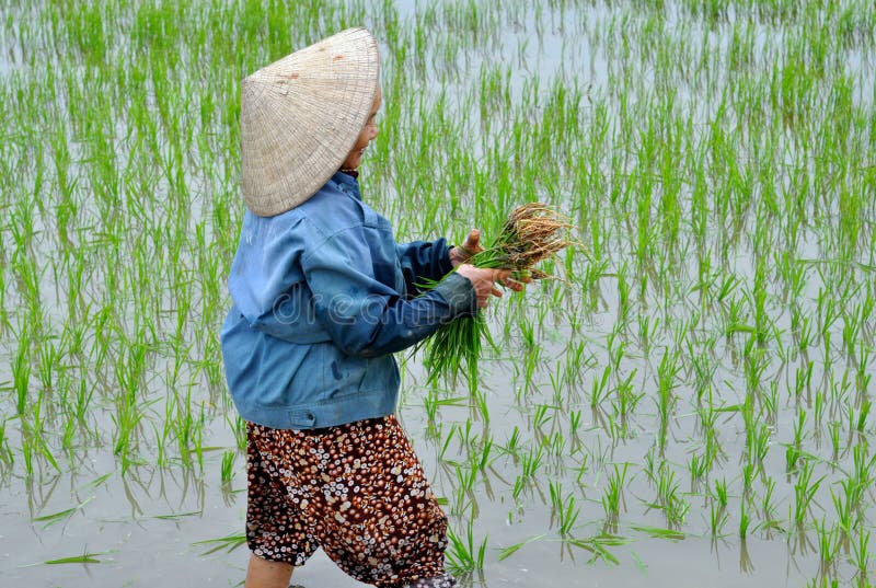 Women Working on a Rice Paddy Field in Vietnam Editorial Photo - Image ...